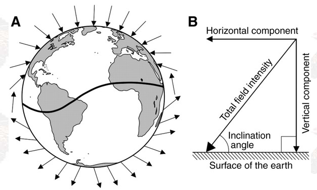 Quantum biology: Characteristics of magnetoreception in birds | by ...