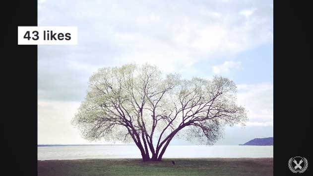 Why did the ordinary broccoli tree become the most famous tree on the ...