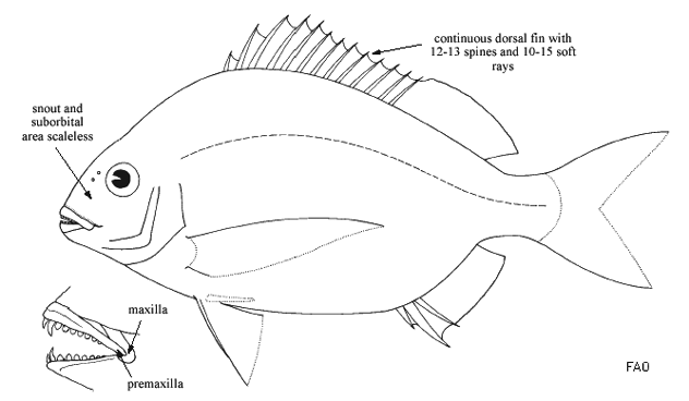 Fish Identified! — Welcome to the Family Sparidae | by Bream Catcher ...