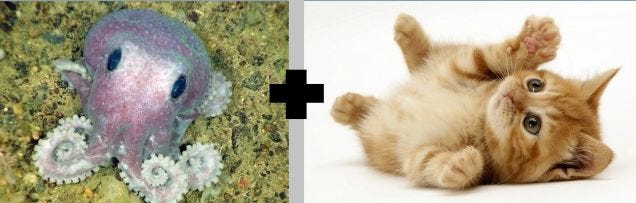 Scientists Discover OctoKittens!. It had to happen eventually. Either ...