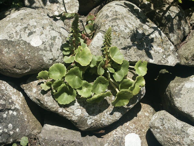 Stone Walls Of Pembrokeshire - Laurie Manton - Medium