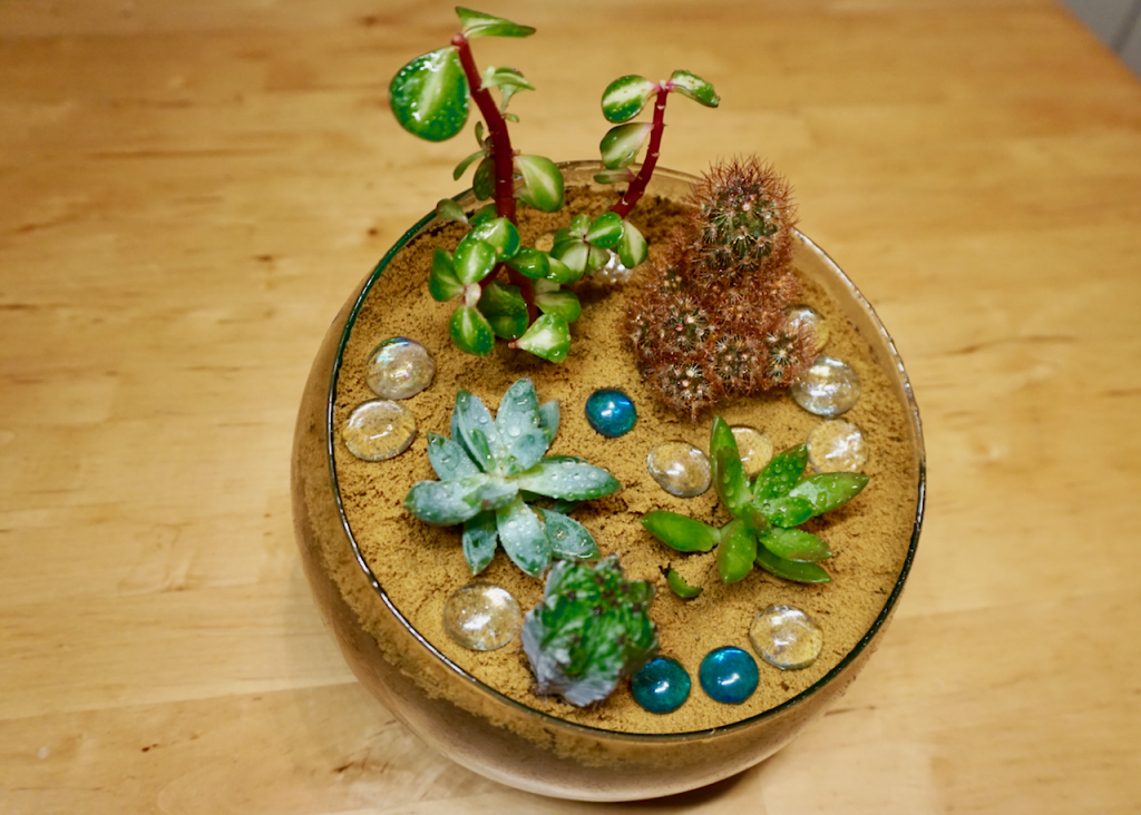 How to Make Your Own Desert Terrarium | by Jen Botezat | Lady Greenwell ...