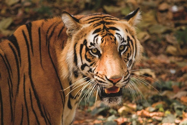 Kerala’s Flora and Fauna: A Photo Journal | by Paradise Holidays | Medium