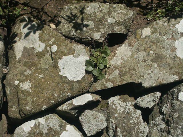 Stone Walls Of Pembrokeshire - Laurie Manton - Medium