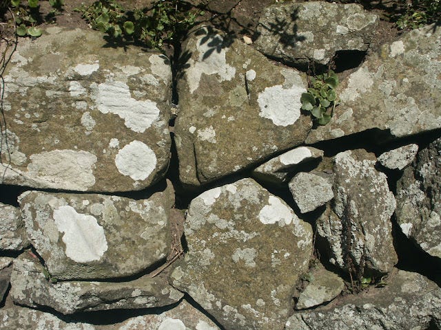 Stone Walls Of Pembrokeshire - Laurie Manton - Medium