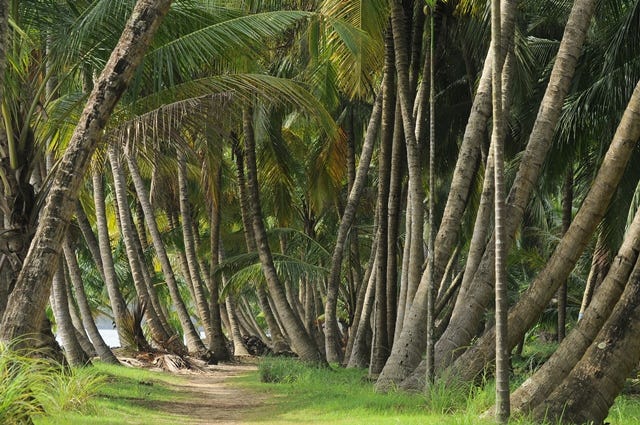Kerala’s Flora and Fauna: A Photo Journal | by Paradise Holidays | Medium
