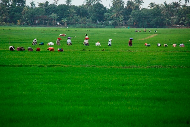 Kerala’s Flora and Fauna: A Photo Journal | by Paradise Holidays | Medium