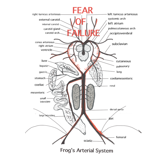 How the frog's arterial system changed the course of my life | Ascent ...