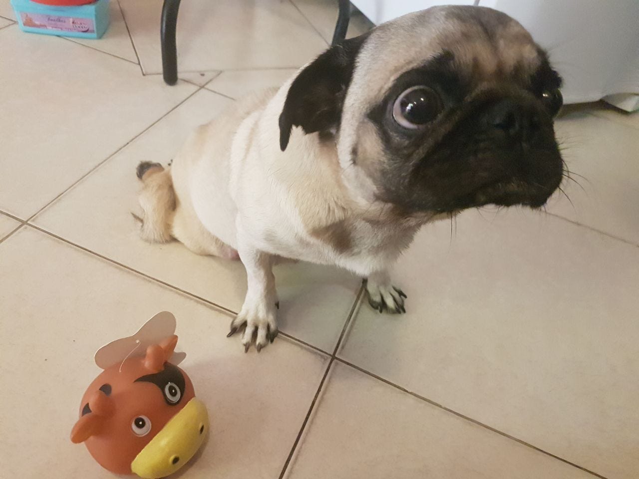 La historia de Oliver el perro parapléjico de la raza Pug, rescatado de ...
