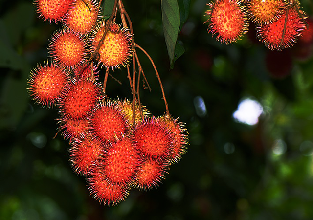 8 Tropical and Exotic Fruits Cultivated in India | by Paradise Holidays ...