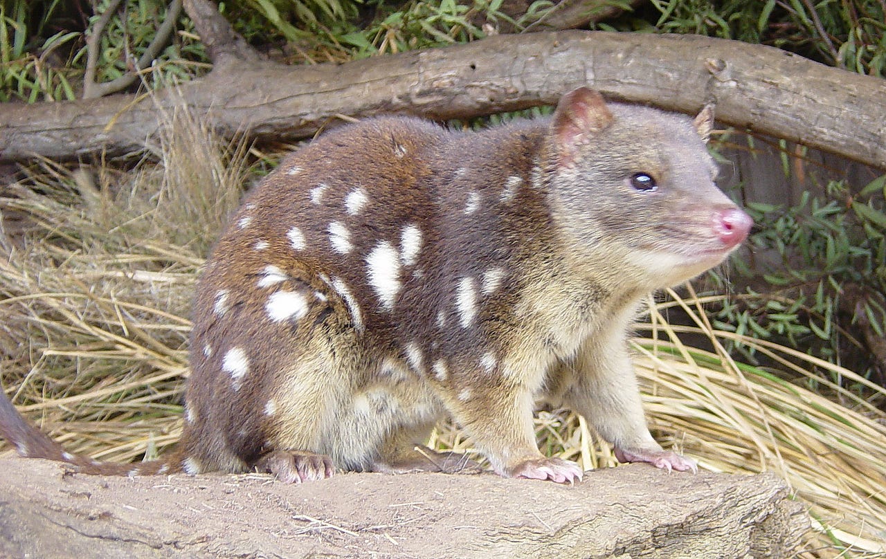 A Dharug Taxonomy of Australian animals | by Matt Poll | Medium