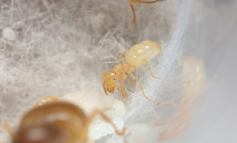 Why Ant Keeping Might be Your Next Hobby | by Mike McBrien | Medium