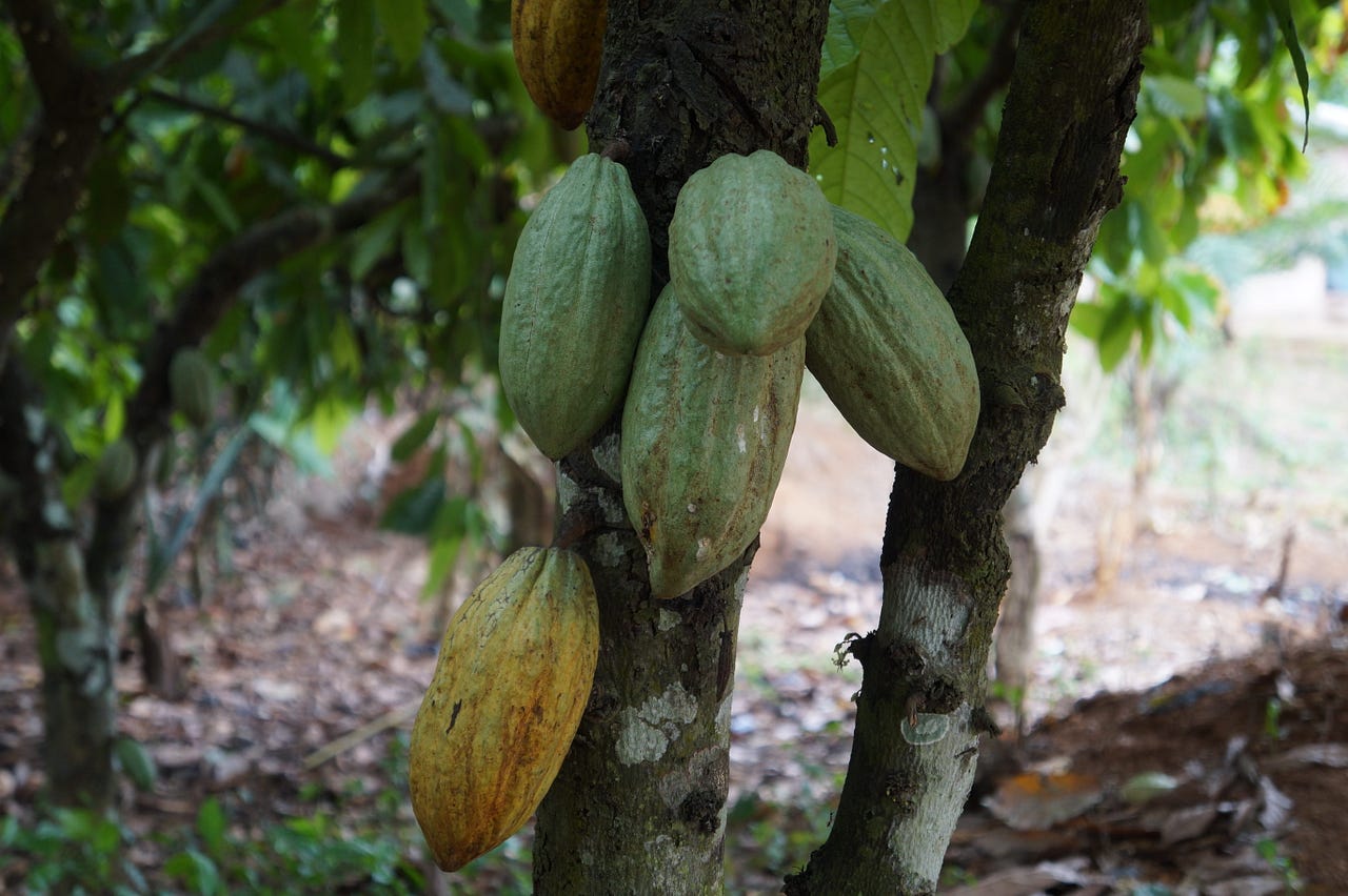 What Did They Eat: The Aztecs. Corn, cannibalism and cacao | by Danny ...
