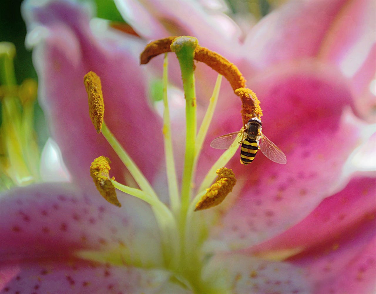 Lily Bees. Soooo missing the garden and its sweet… | by Lori McCray ...