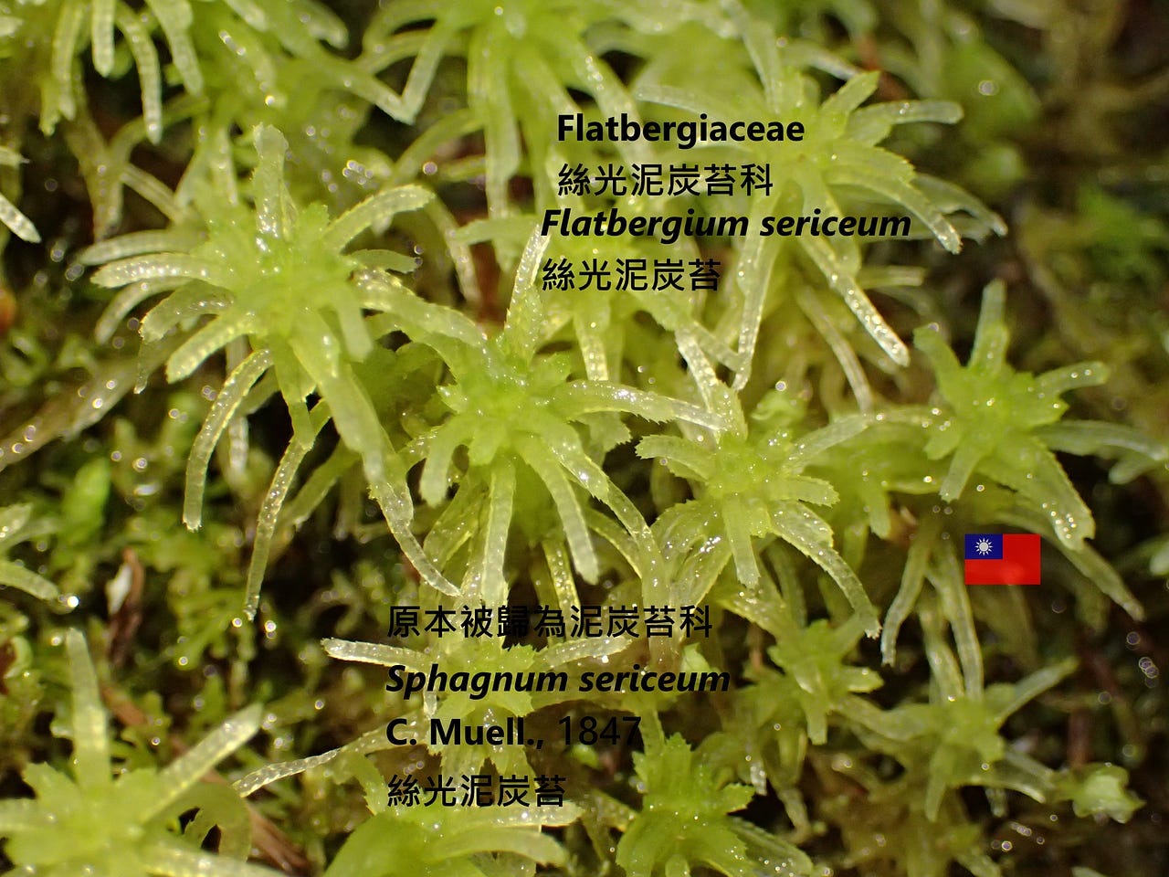 [苔蘚學堂]淺談泥炭苔 (Sphagnaceae). 泥炭苔綱在世界上僅一目兩科約280種，在台灣有8種。它的植物體分枝短，密集成頭狀 ...