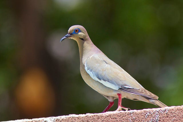 7 rare Mid-Atlantic birds to cross-out from your checklist | by Sudir ...
