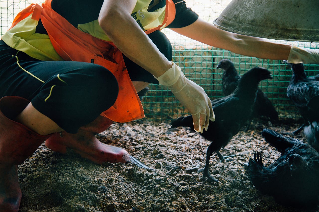 Mother of Chickens. The story of Yeonsan Ogye Black Chicken… | by ...