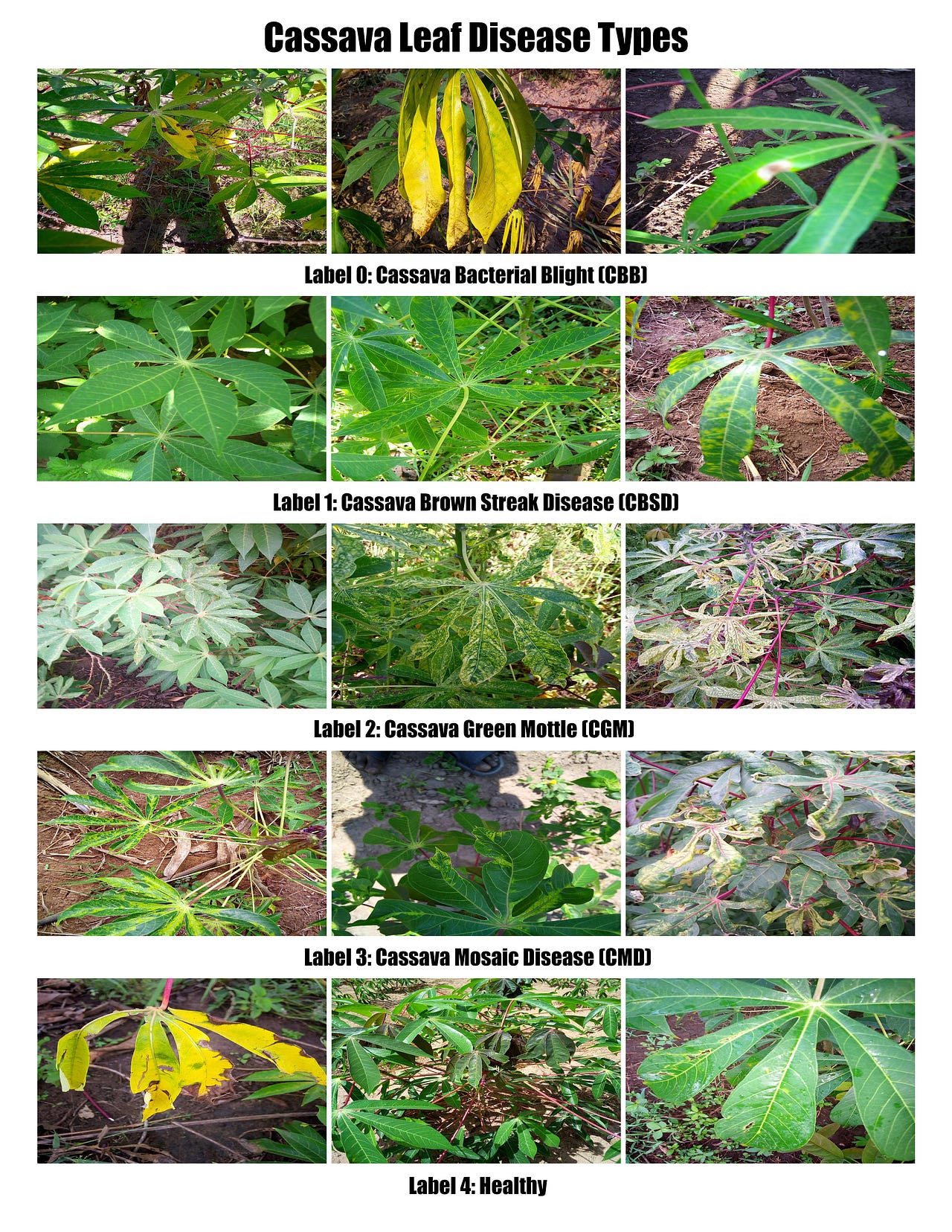 Cassava Leaf Disease Classification Using Convolutional Neural Networks | by Griffin McCauley ...