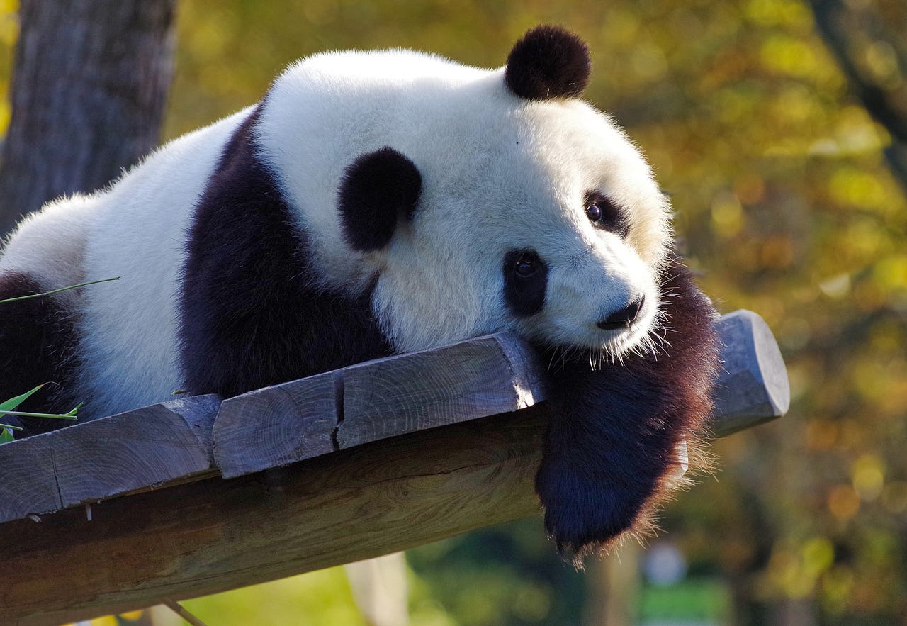 Introduction To Pandas A Complete Guide To Python S Most… By