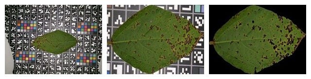 Leaf Disease Classification using Deep Learning and Image Segmentation ...