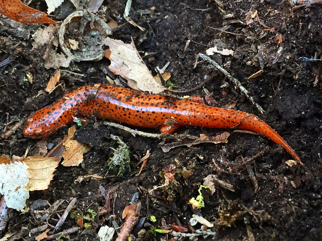 Species Spotlight: Northern Red Salamander | by Mohonk Preserve | Medium