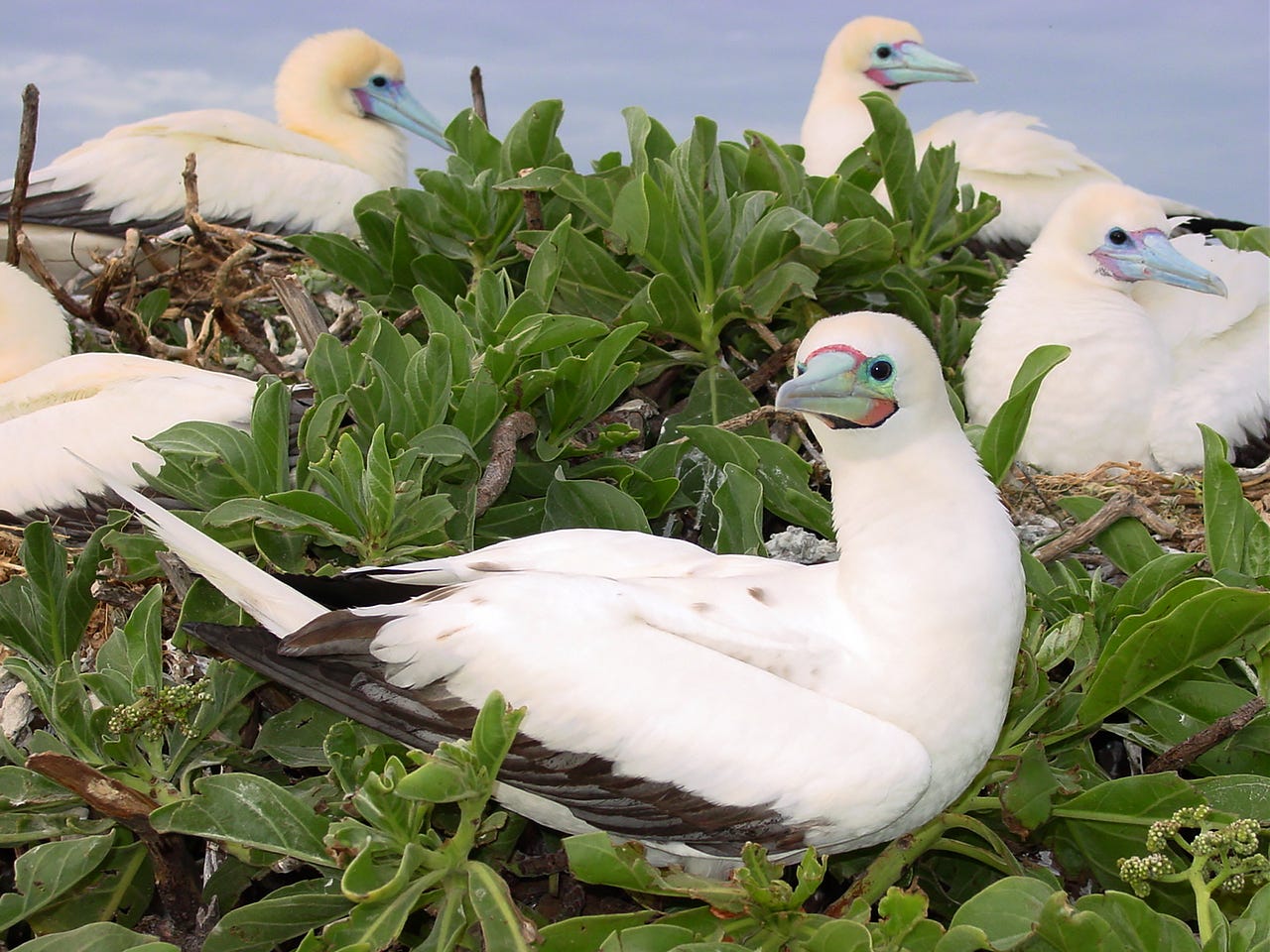 All About the Seabirds Known as Boobies | by U.S. Fish and Wildlife ...