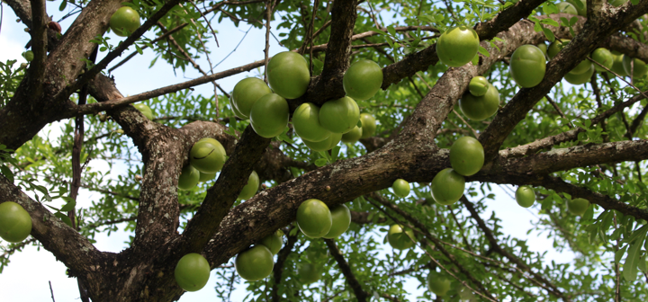 The Morro Tree [Crescentia alata] and its Habitat - Scott Meadows ...