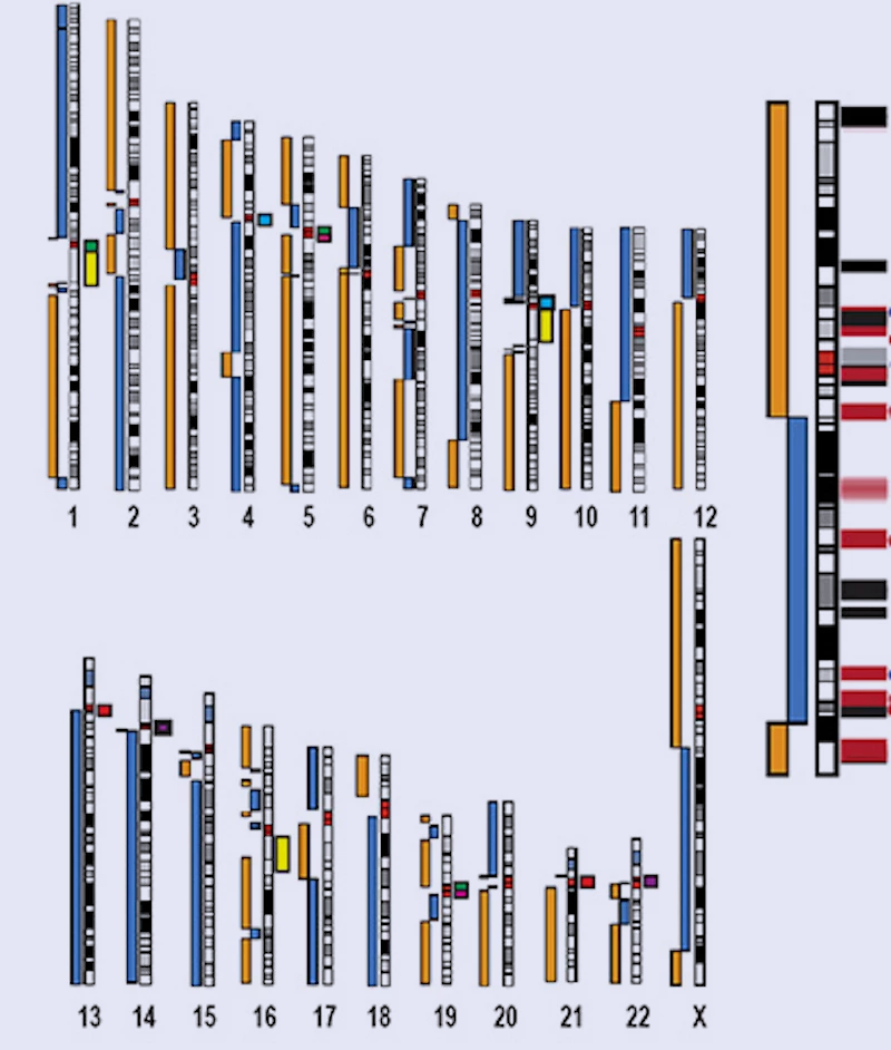 First complete sequencing of the human X chromosome achieved | by ...