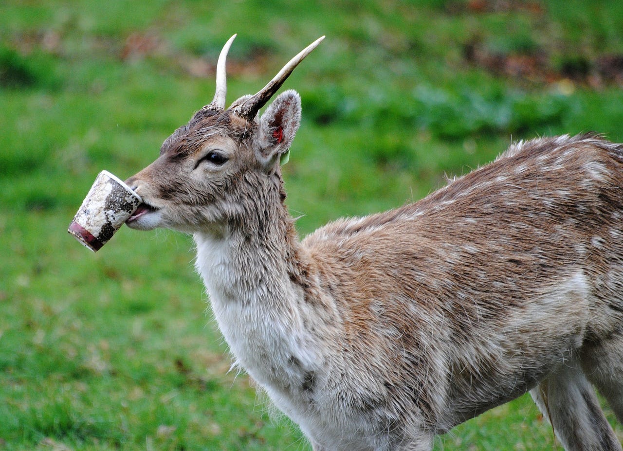 Wasting the Wild. How household food waste hurts wildlife | by Dr ...