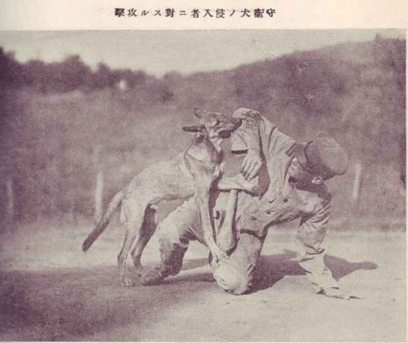 The Canine Heroes of the Imperial Japanese Army - War Is Boring - Medium