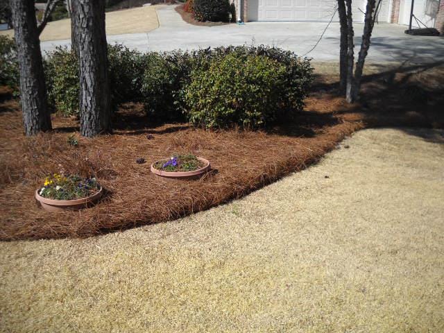 Pine Straw 101: A Beginner’s Guide to One of the Southeast’s Most ...