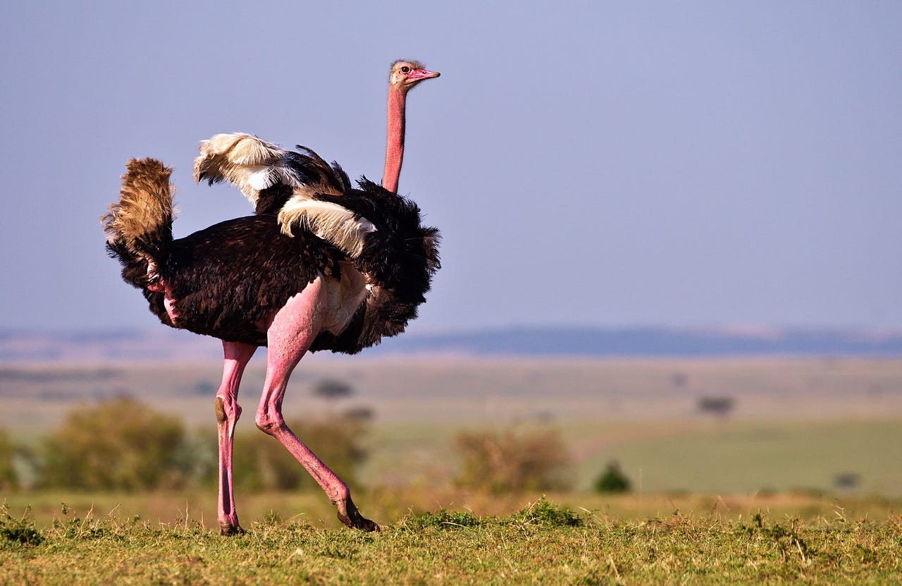 2 Reasons Why “They” is the Best Animal Pronoun | by Phoenix Huber ...