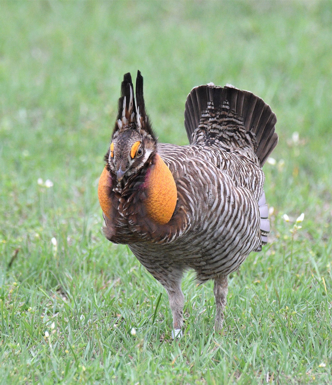 A Remarkable Return. The Attwater’s prairie-chicken is… | by U.S. Fish ...