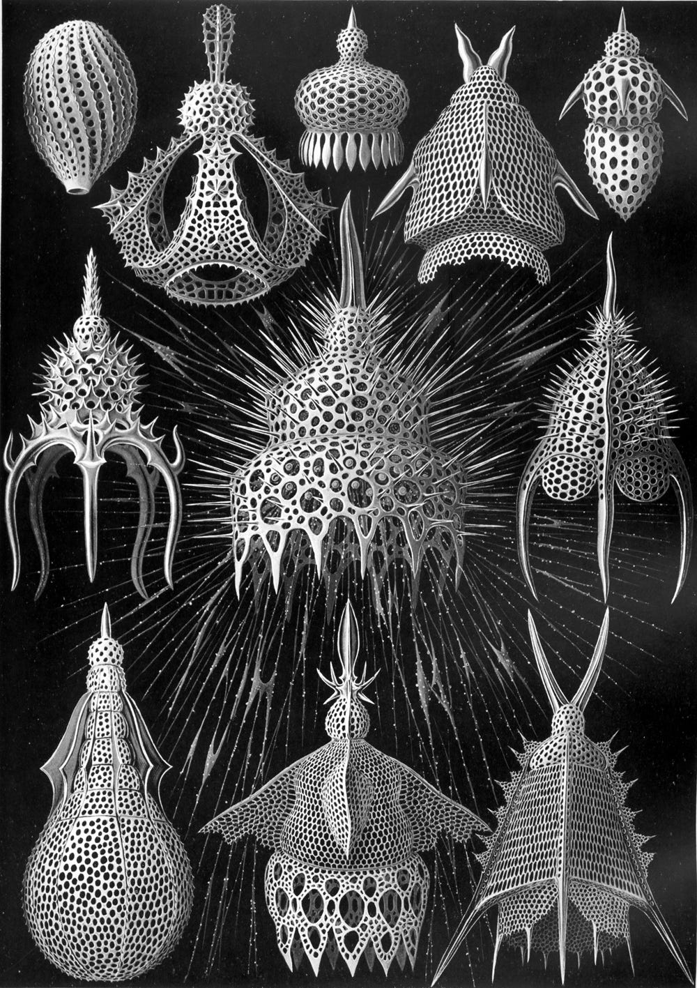 Radiolaria. This week’s post is inspired by some… | by Aakriti Jain ...