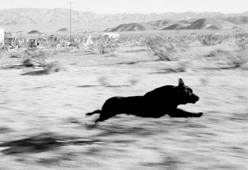 Nine Great Photographs of Dogs. and what makes them great | by Sara ...