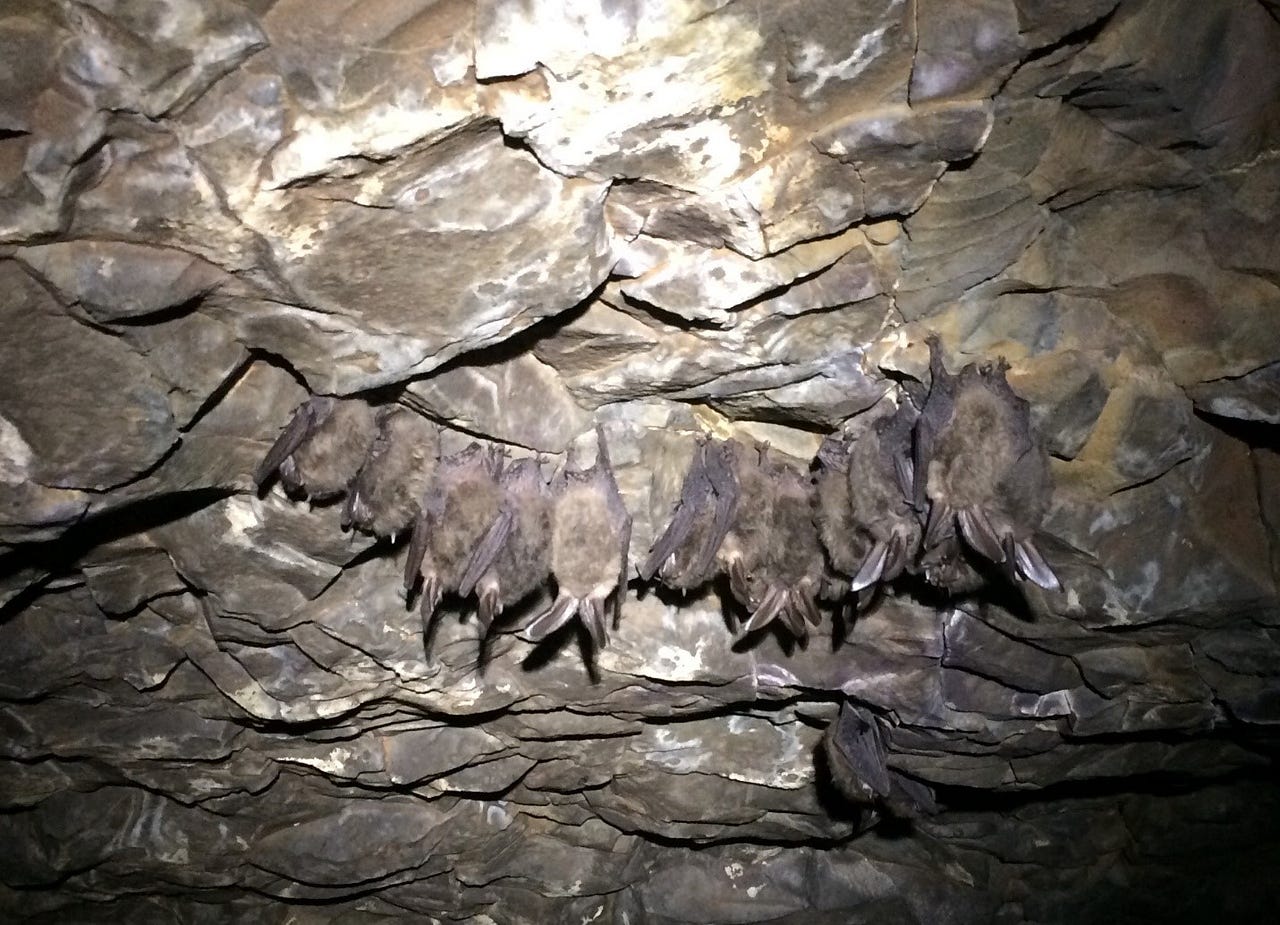 What Happens to Bats in the Pacific Northwest Winter? | by U.S. Fish ...
