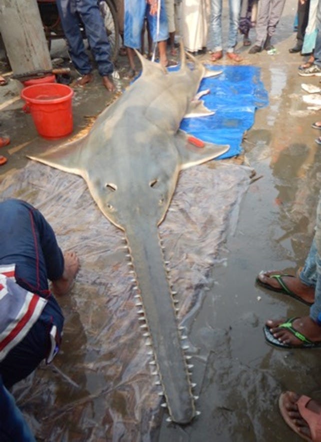 Saving Sawfish Before It’s Too Late | by Wildlife Conservation Society ...