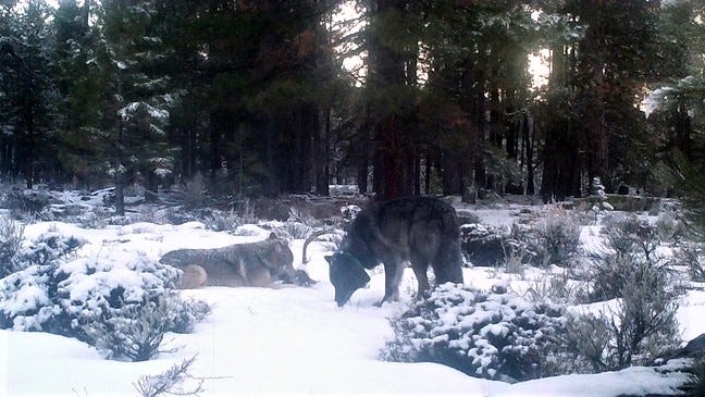 Remembering OR-7, the Wolf Who Journeyed Back to California | by Amaroq ...