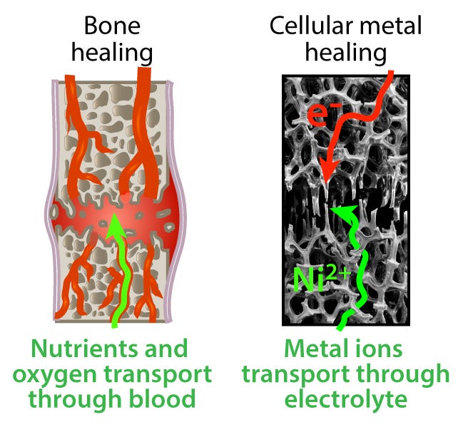 Penn Engineers Develop Bone-like Metal Foam that can be ‘Healed’ at ...