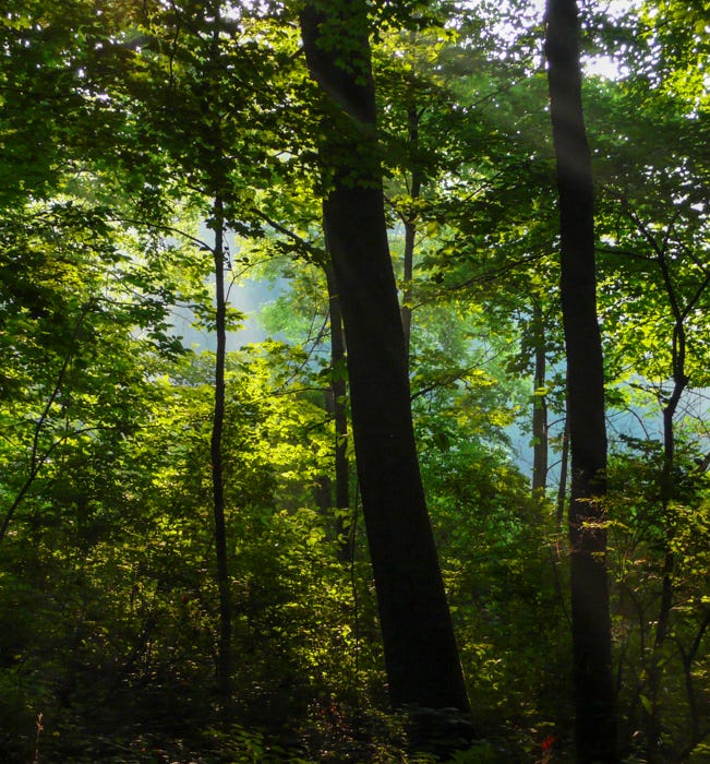 ANIMIST ROCK - Rewild Earth — Toward Post-Civilization - Medium
