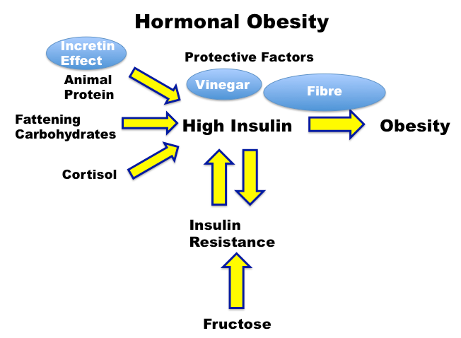 Obesity is a Hormonal Imbalance, Not a Caloric Imbalance. | by Dr ...
