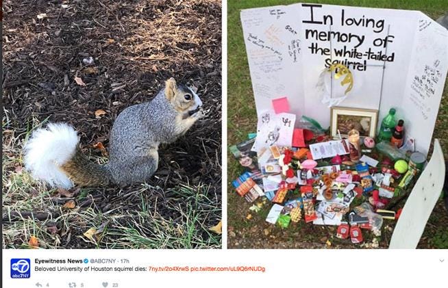 Campus to Hold Funeral for Beloved Squirrel | by Newser | Medium