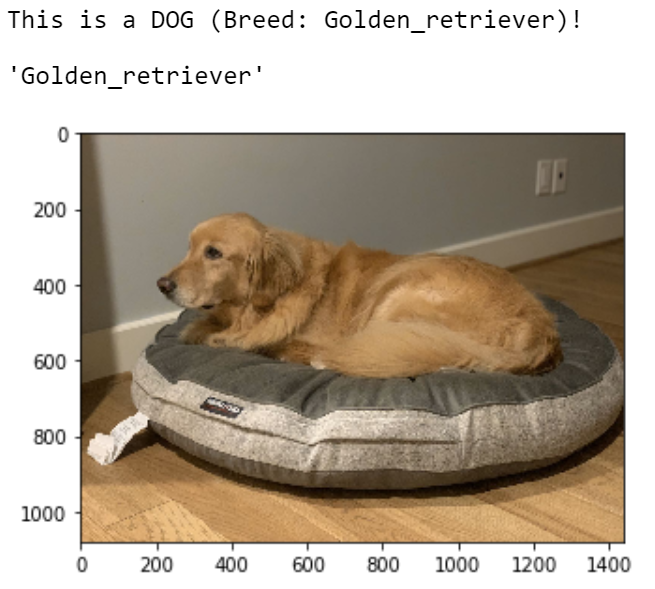 Dog Breed prediction using CNNs and transfer learning | by Wenjie Zheng ...