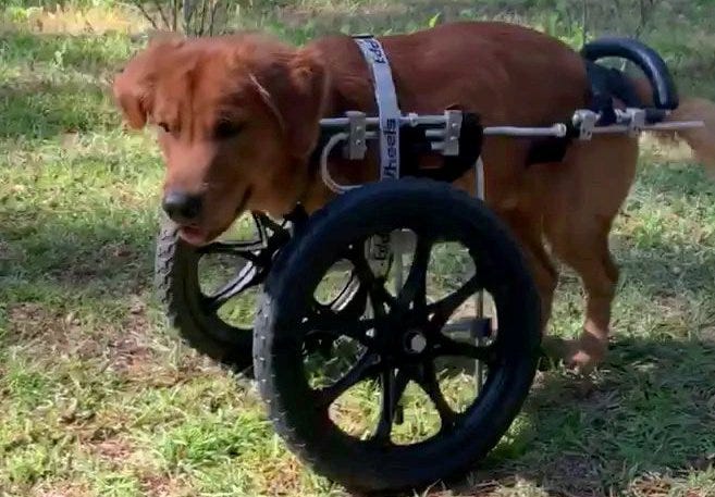 A deformed dog gets custom-built wheelchair and treatment worth $20,000 ...