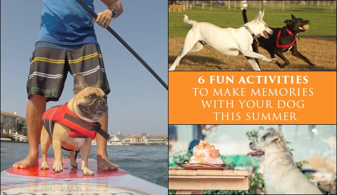 6 Fun Activities To Make Memories With Your Dog This Summer | by Ashley ...