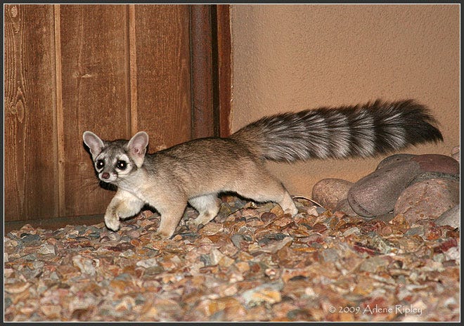 Seven Fuzzy Animals You’ve Probably Never Heard Of | by Nathaniel ...