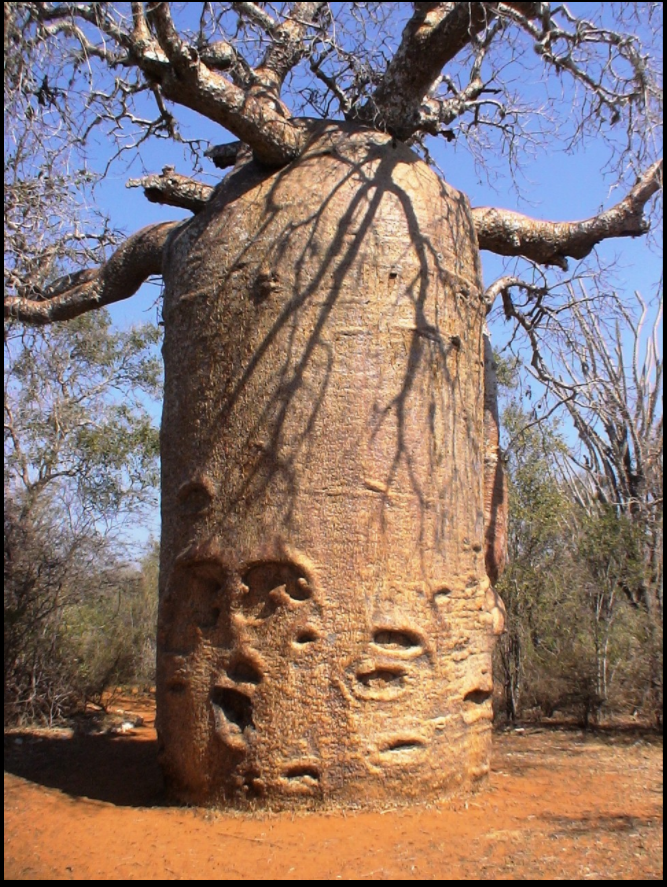 The Baobab forest at Reniala reserve | by Bongrie Michel Farahery | WAU ...