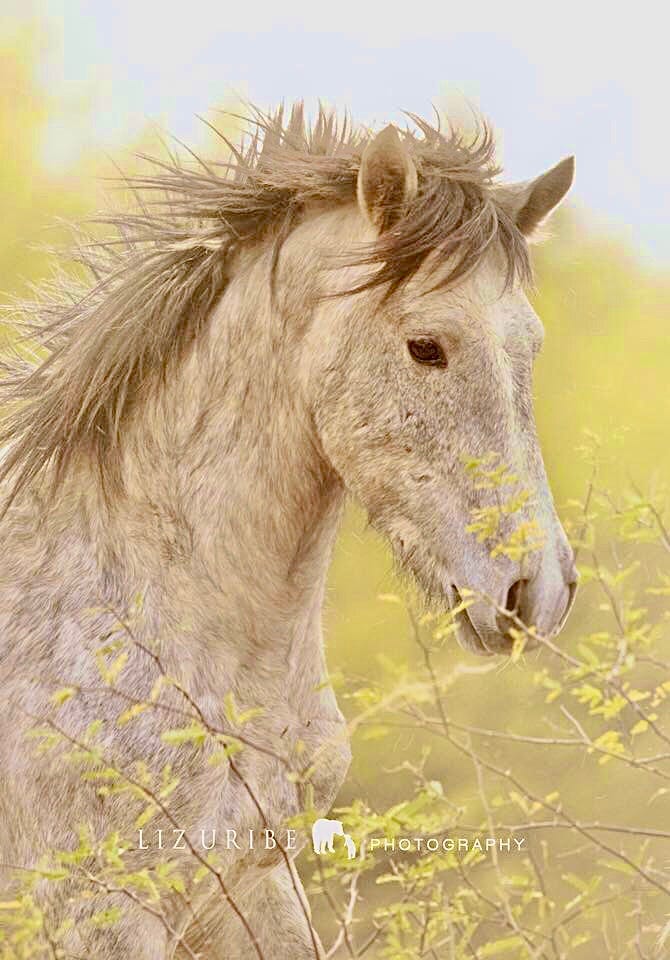 Poets note: Series 2- be Continued @ Medium in honor of my Lakota ...