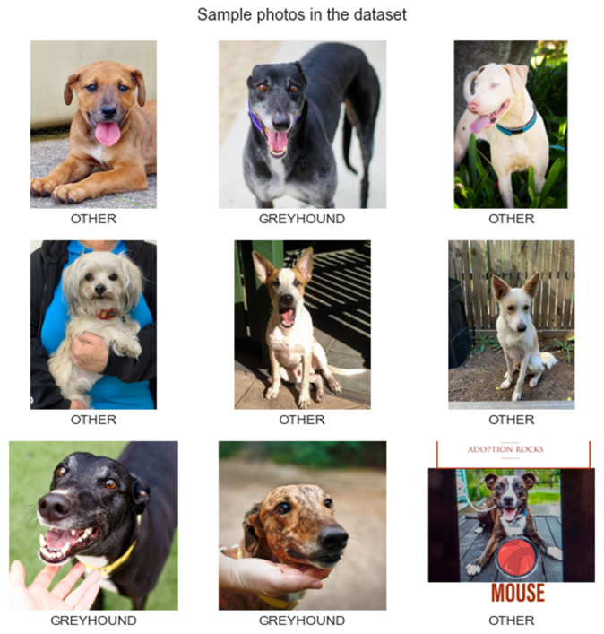 Using classification models to detect dog breed from images | by Emad ...