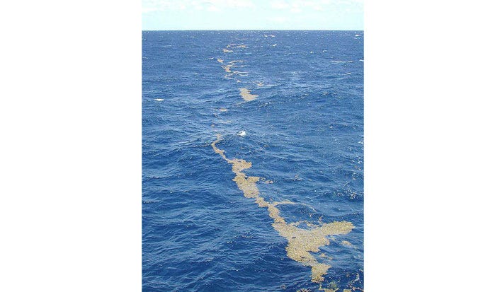 The Sargasso Sea. The Sargasso Sea is a verdant, vital… | by World ...